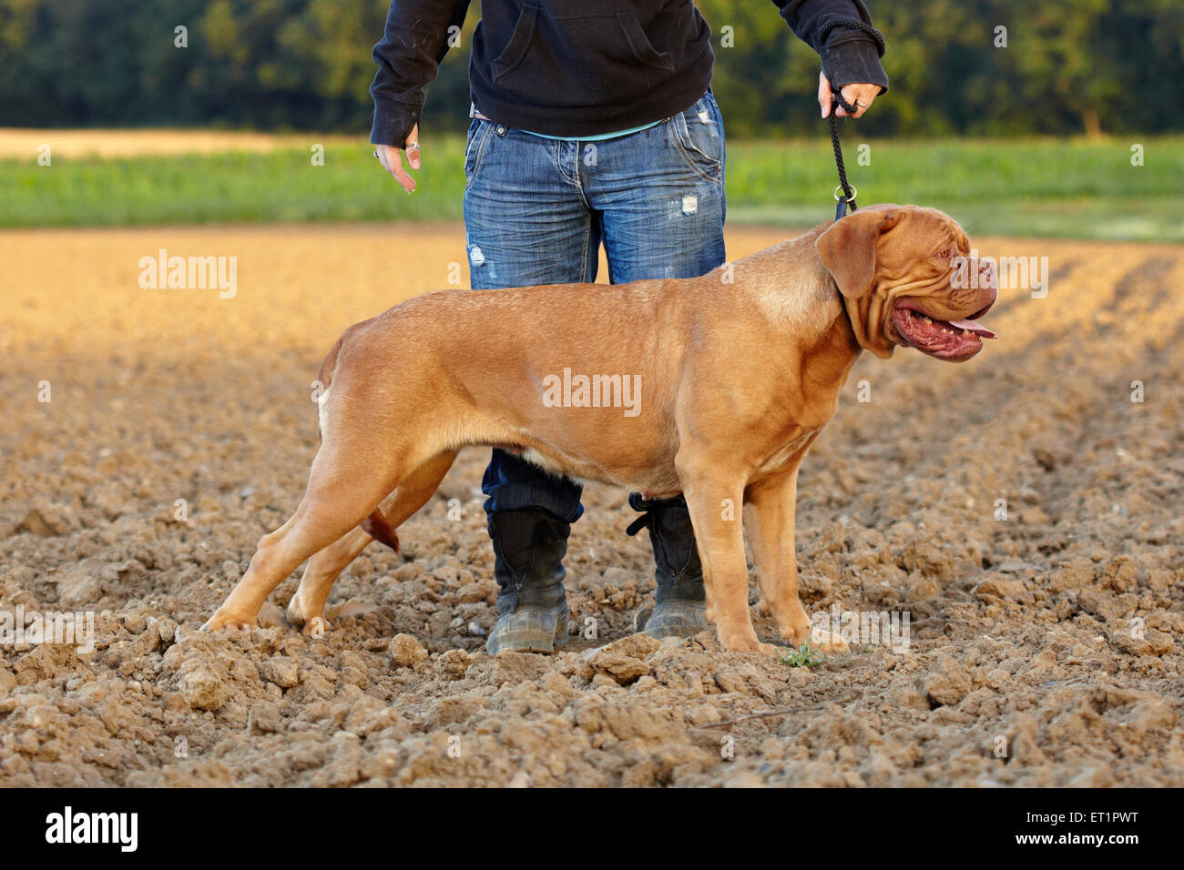Dogue de Bordeaux dog in English sunlight Stock Photo - Alamy