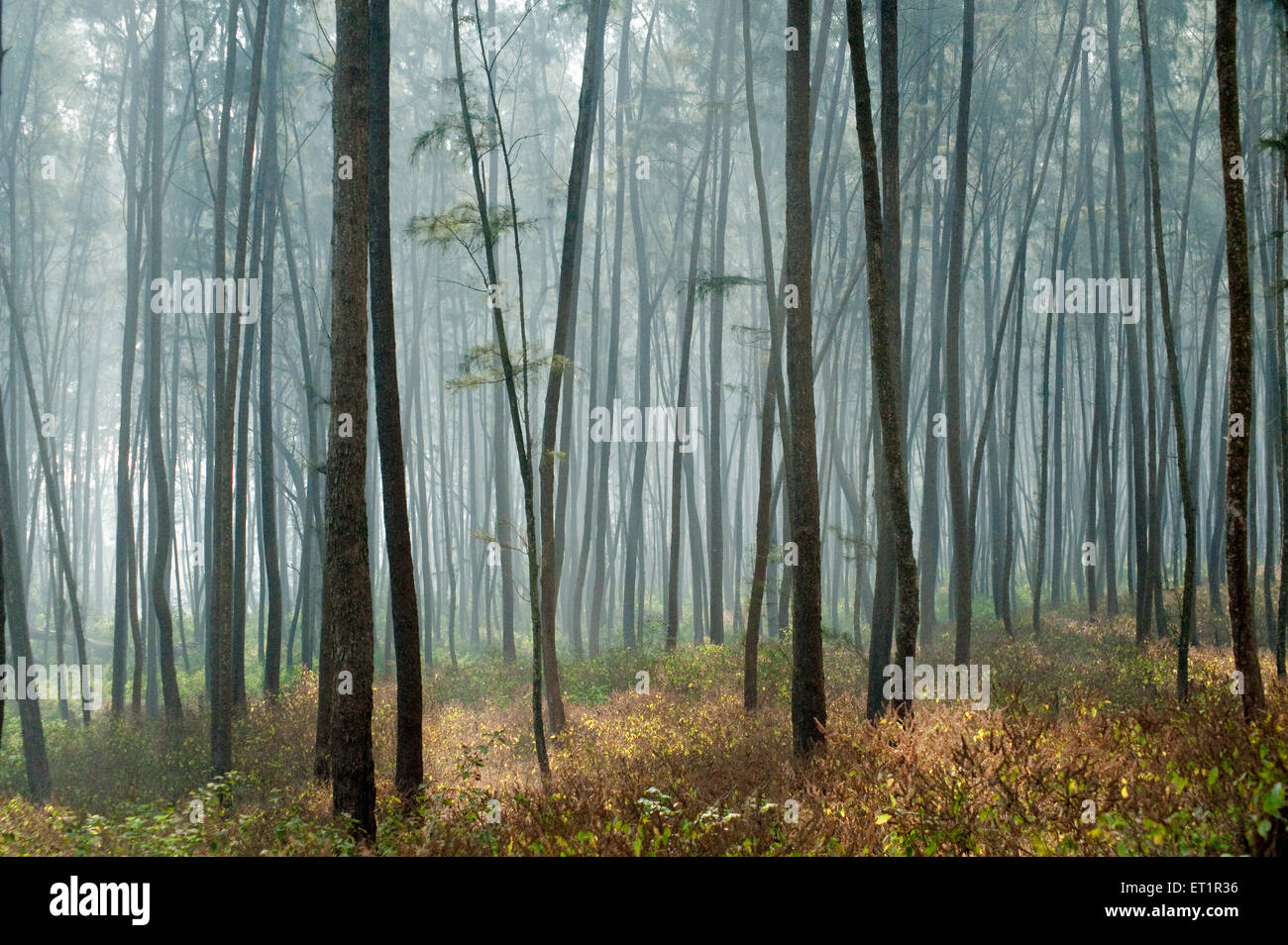 Beefwood trees, Beef wood, She oak, Whistling pine, suru, Junglisaru ...