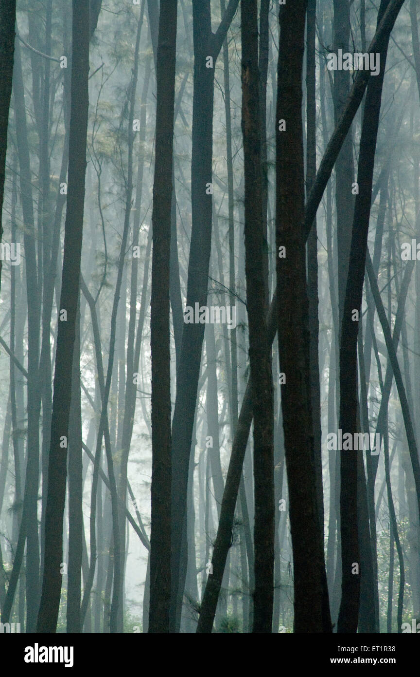 Beefwood trees, Beef wood, She oak, Whistling pine, suru, Junglisaru ...