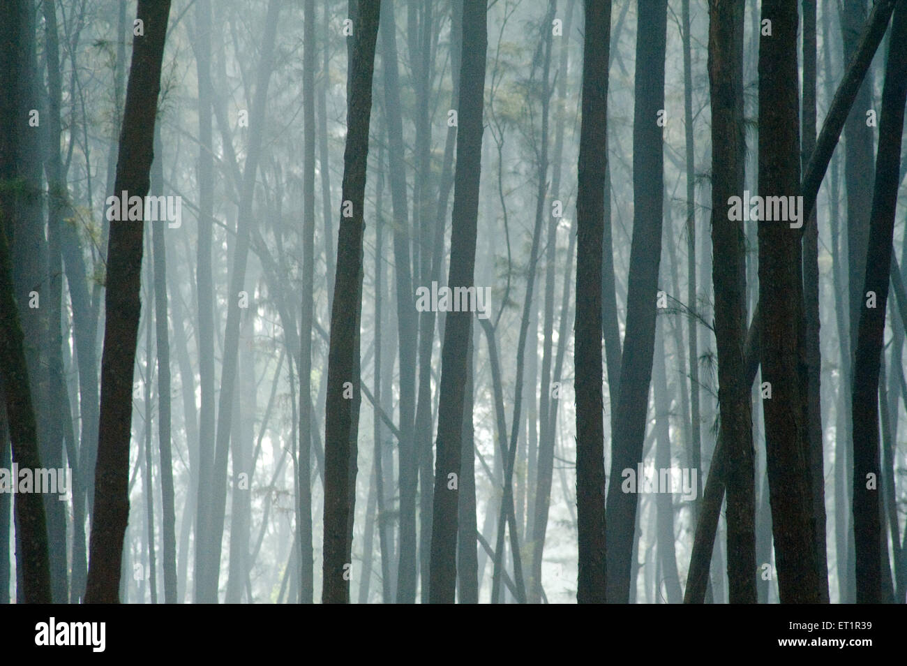 Beefwood trees, Beef wood, She oak, Whistling pine, suru, Junglisaru ...