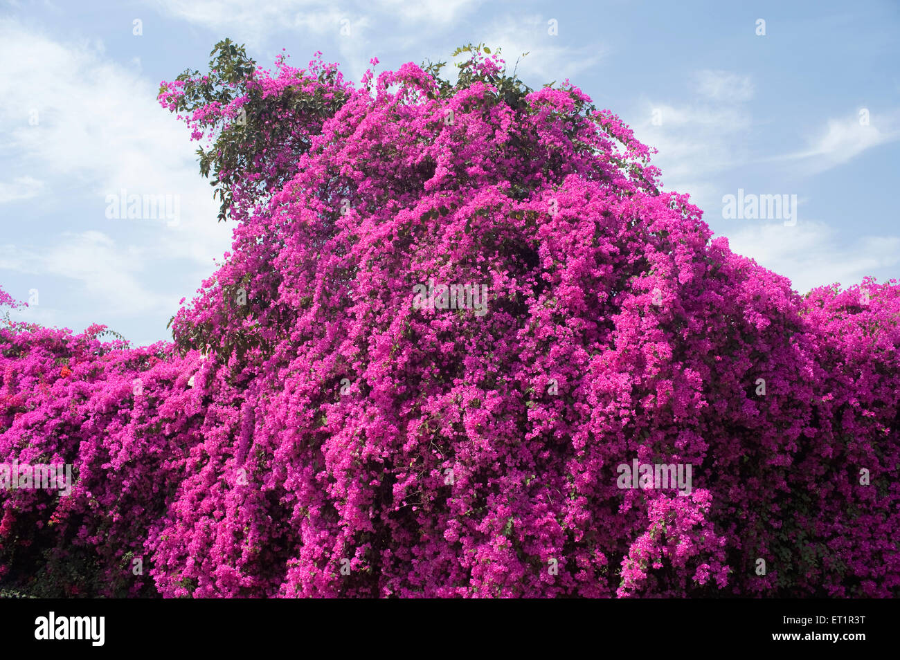 Bougainvillea vine bush tree flowers Stock Photo - Alamy