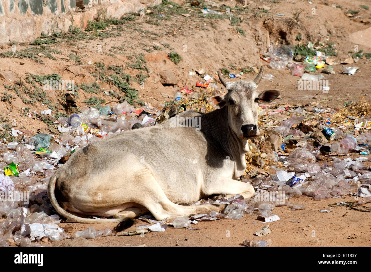 Cow sitting in garbage ; Orchha ; Madhya Pradesh ; India Stock Photo ...