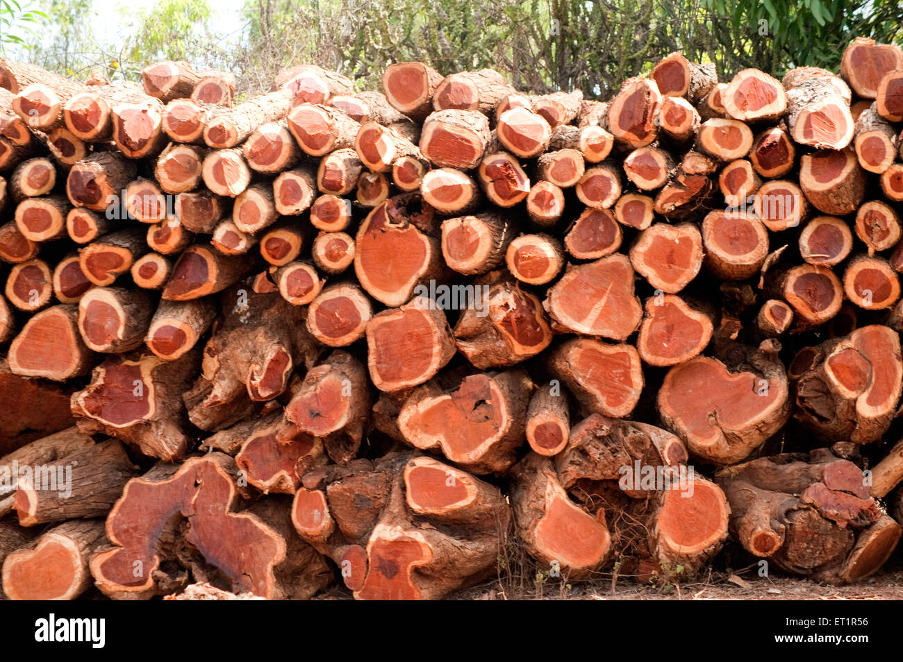 wooden logs firewood, Mhasla, Raigadh, Maharashtra, India Stock Photo ...