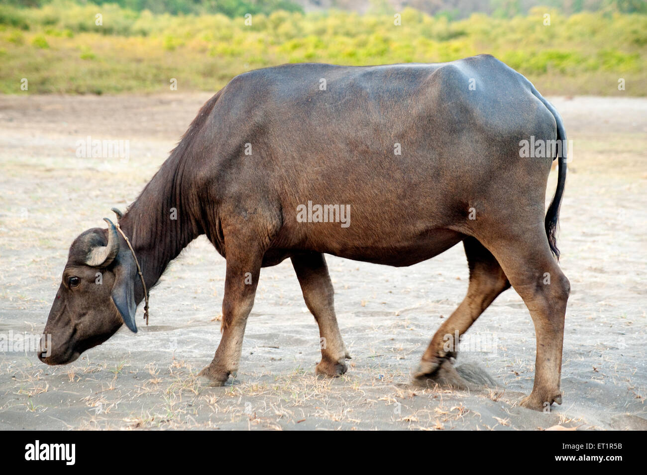 Buffalo Grazing High Resolution Stock Photography and Images - Alamy