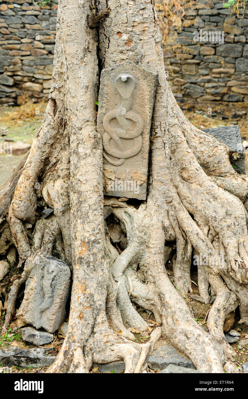 Snake in stone at root at Velapur ; Solapur ; Maharashtra ; India Stock ...