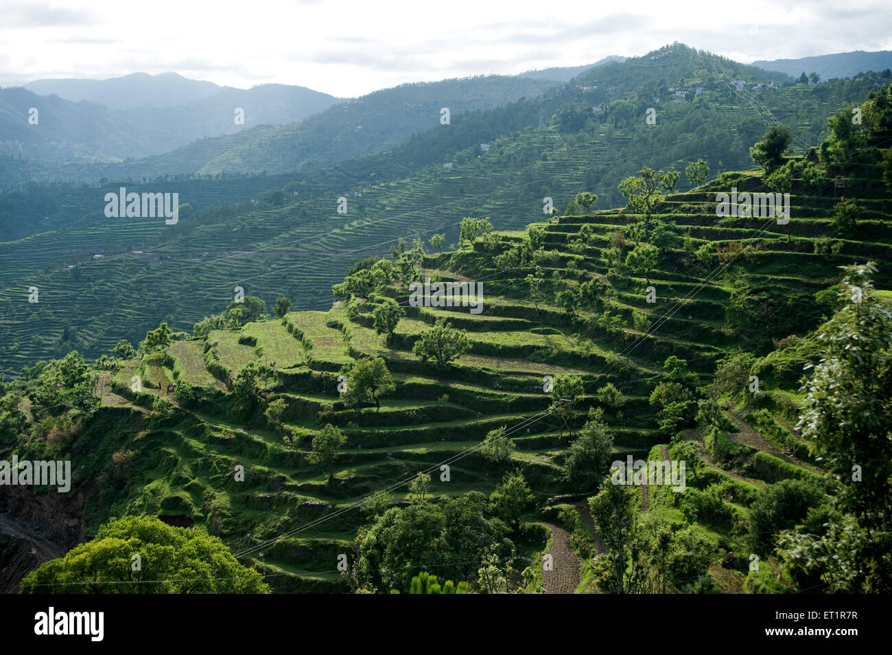 Terrace Farming High Resolution Stock Photography and Images - Alamy