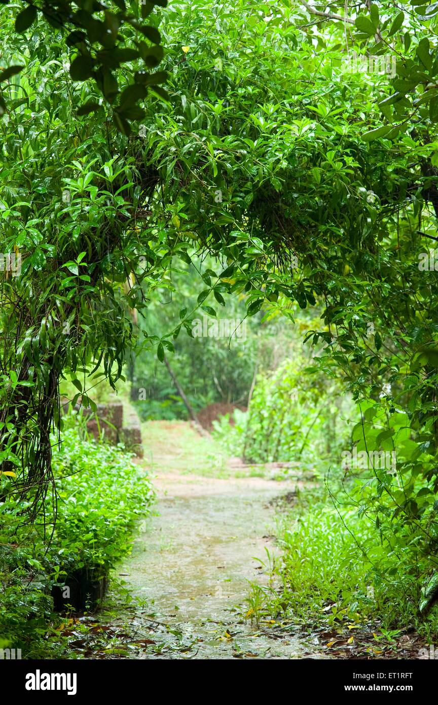 Monsoon rain raining green greenery season ; Konkan ; Maharashtra ...