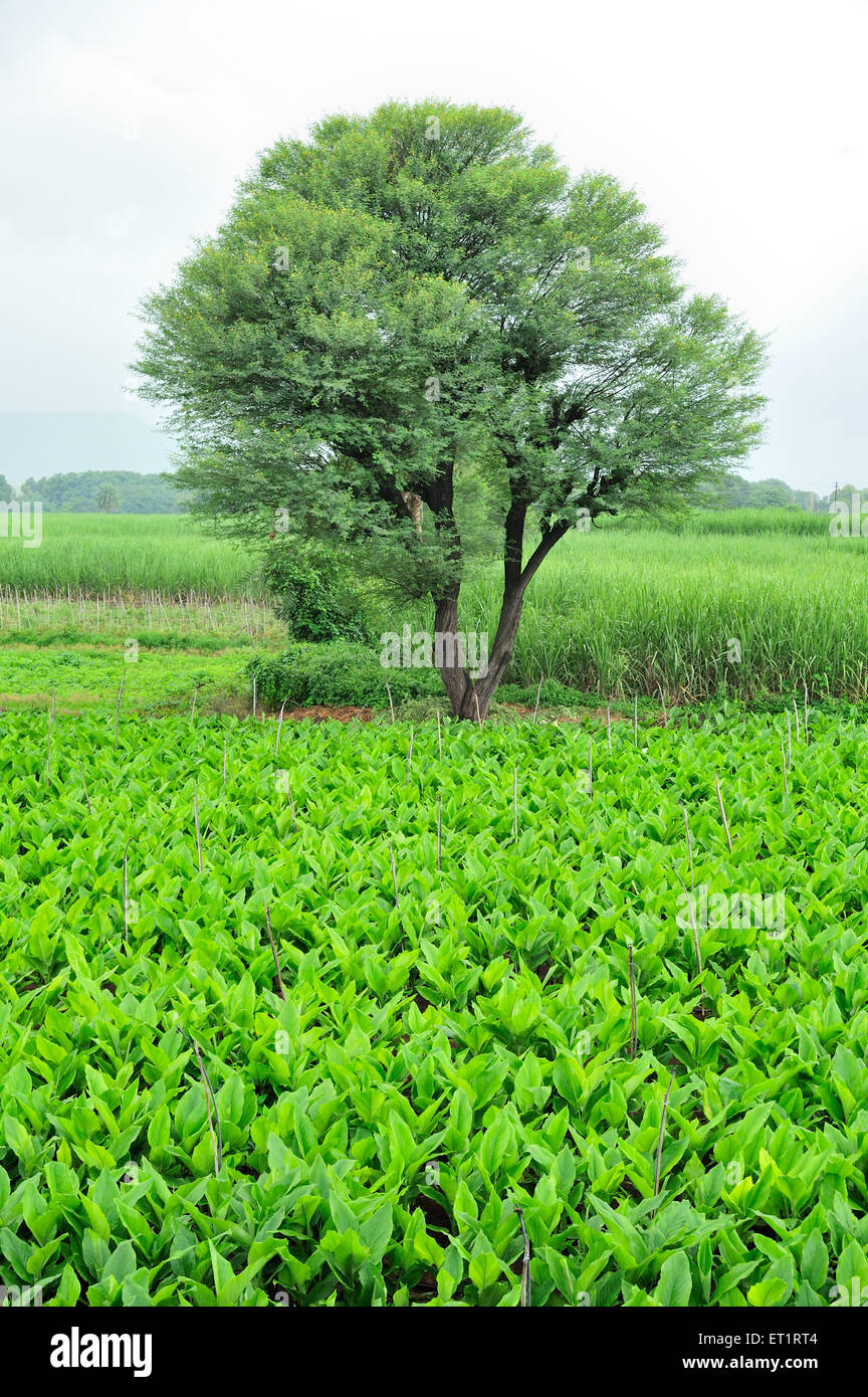 Indian turmeric hi-res stock photography and images - Alamy