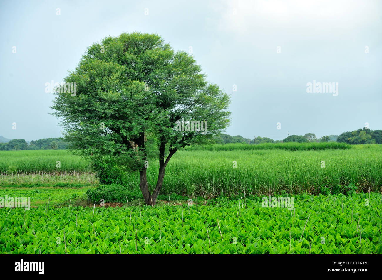 Turmeric field, Acacia tree, Satara, Maharashtra, India, Asia Stock ...