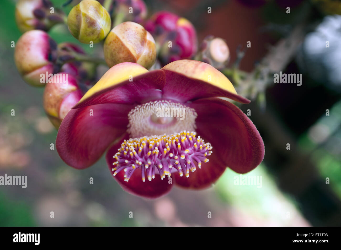 Cannonball tree flower couroupita guianensis Stock Photo - Alamy