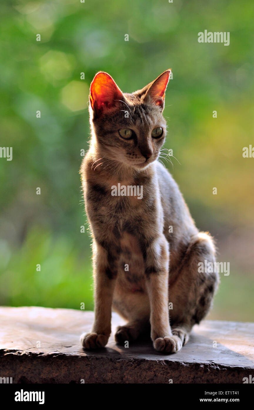 Indian cat hi-res stock photography and images - Alamy
