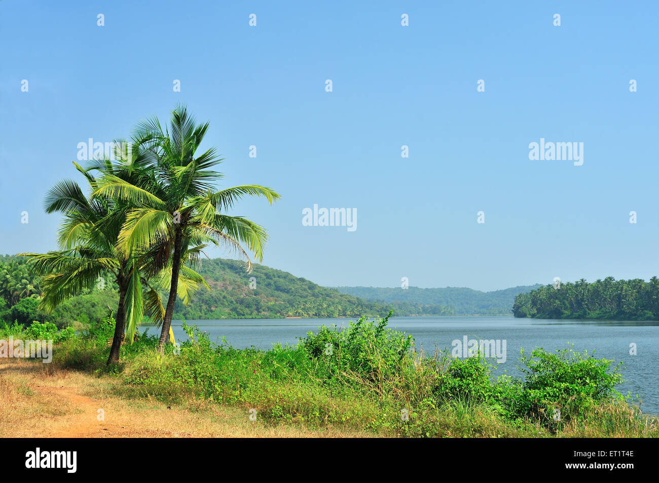 Palm trees, Sindhudurg, Konkan, Maharashtra, India, Asia, Asian, Indian ...