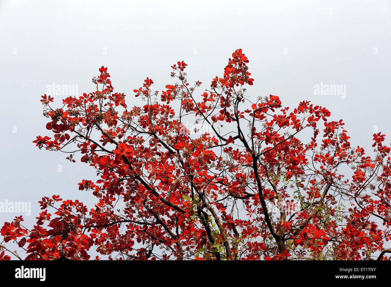 Indian tree leaf hi-res stock photography and images - Alamy