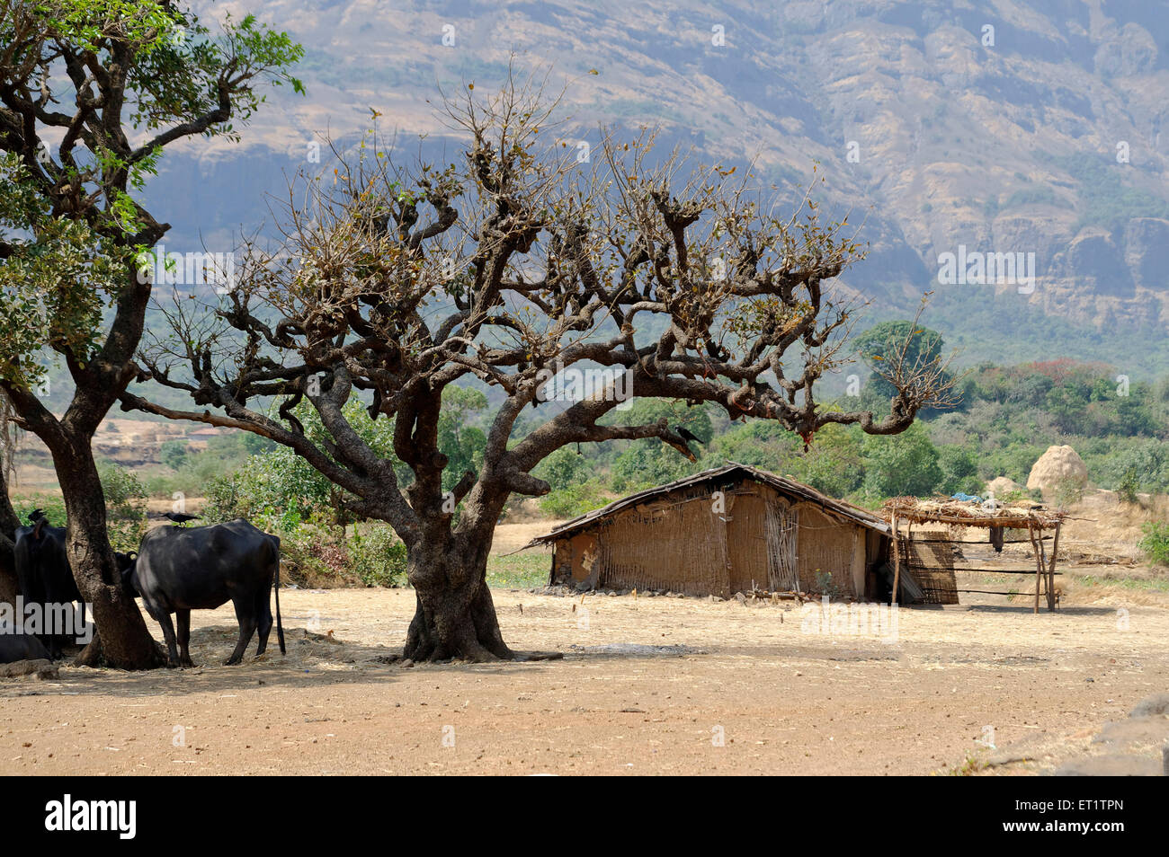Village hut india hi-res stock photography and images - Alamy
