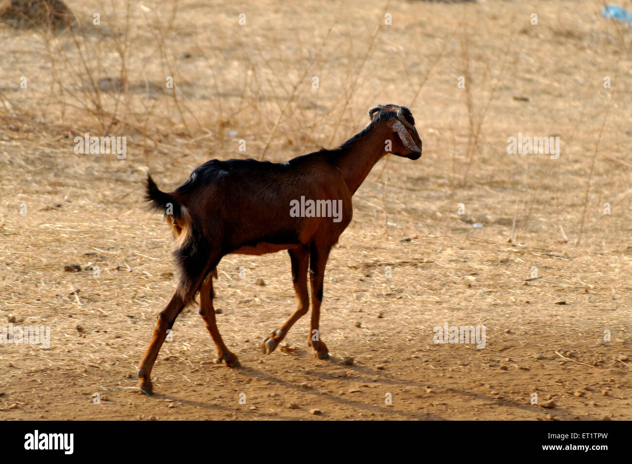 Indian Goat Stock Photos & Indian Goat Stock Images - Alamy