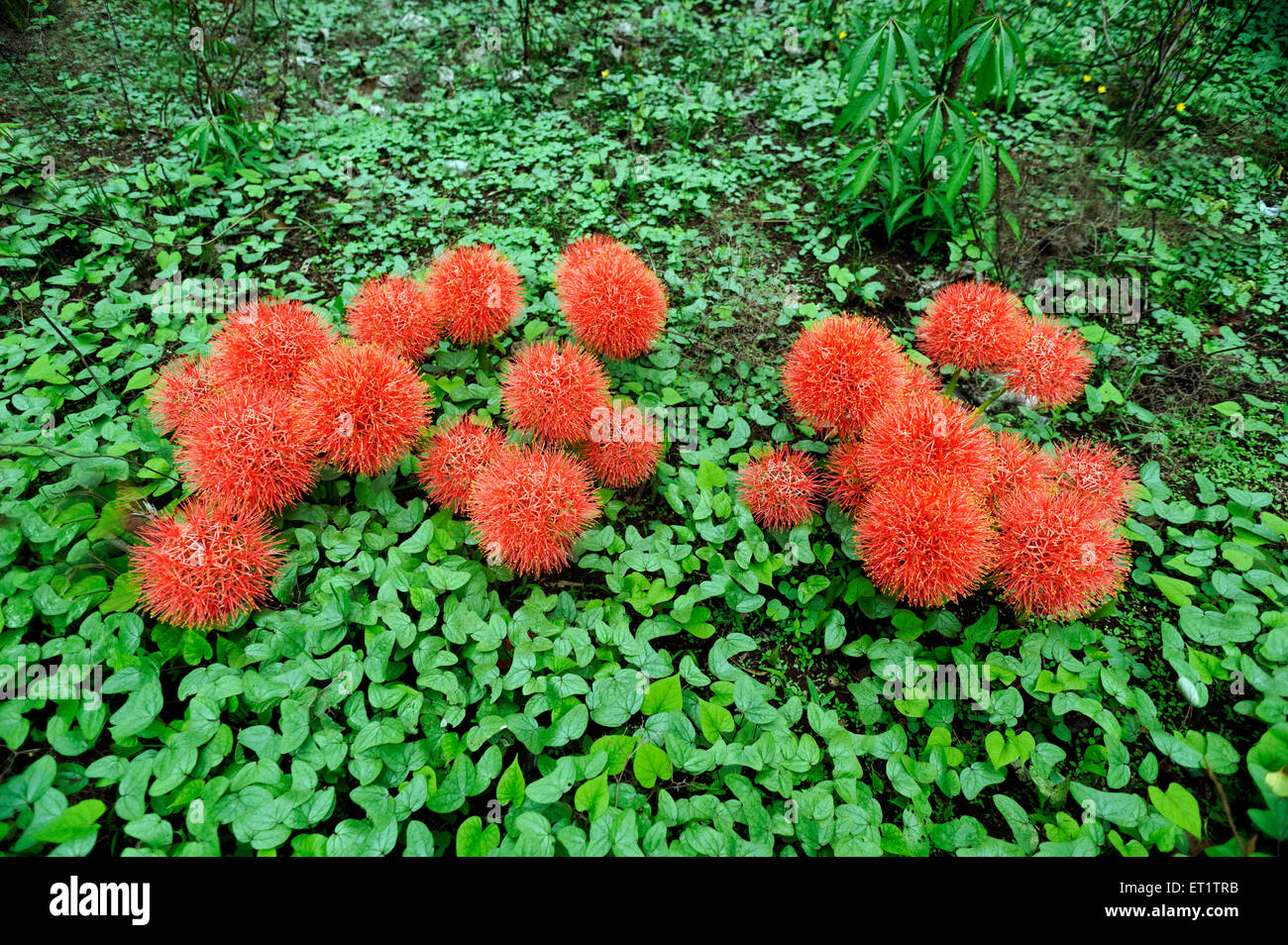 fireball flower in belgaum at karnataka India Asia Stock Photo - Alamy
