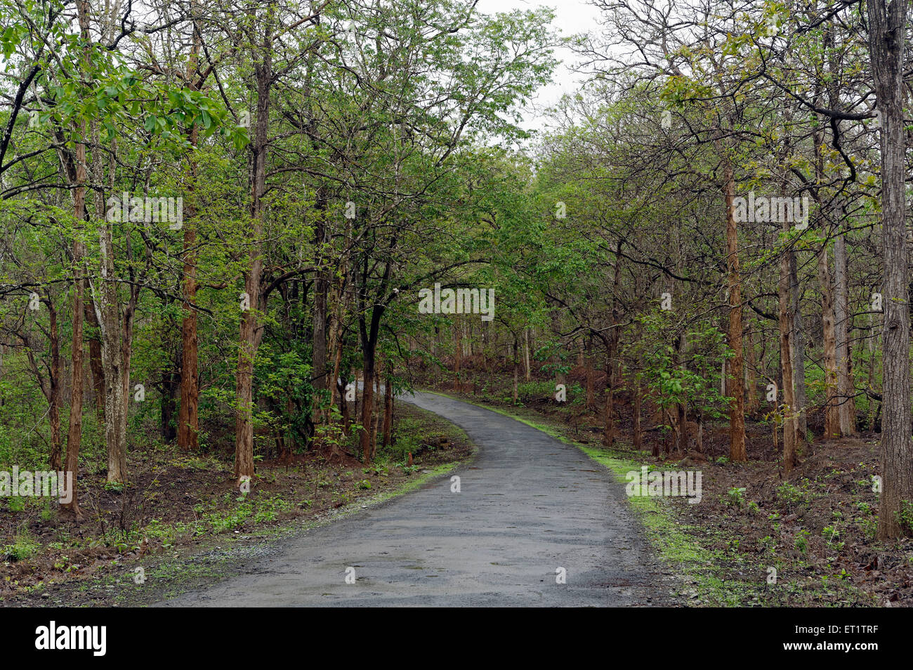 Indian forest roads hi-res stock photography and images - Alamy
