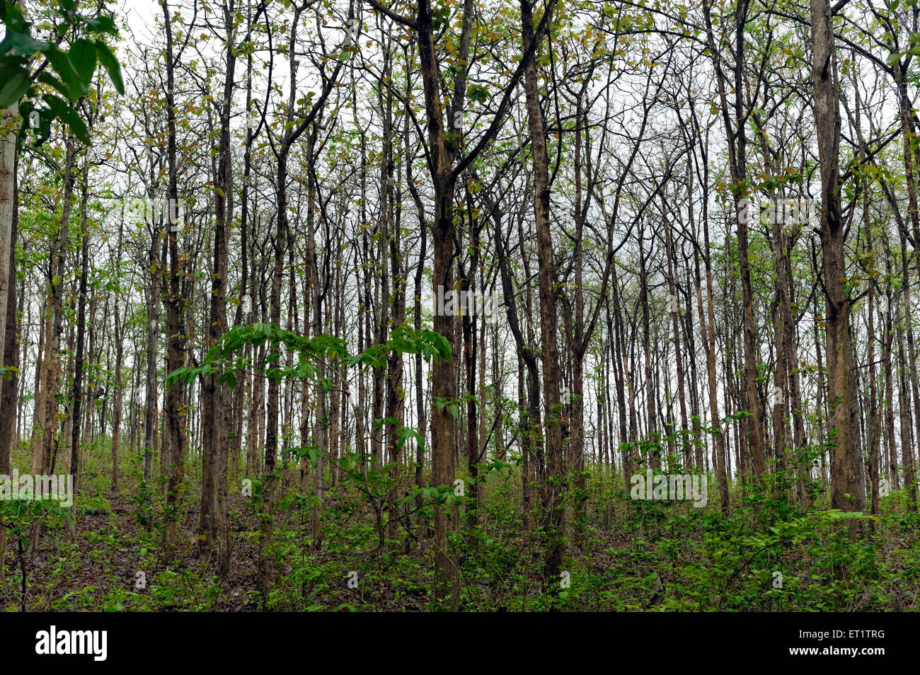 Karnataka Stock Photos & Karnataka Stock Images - Alamy