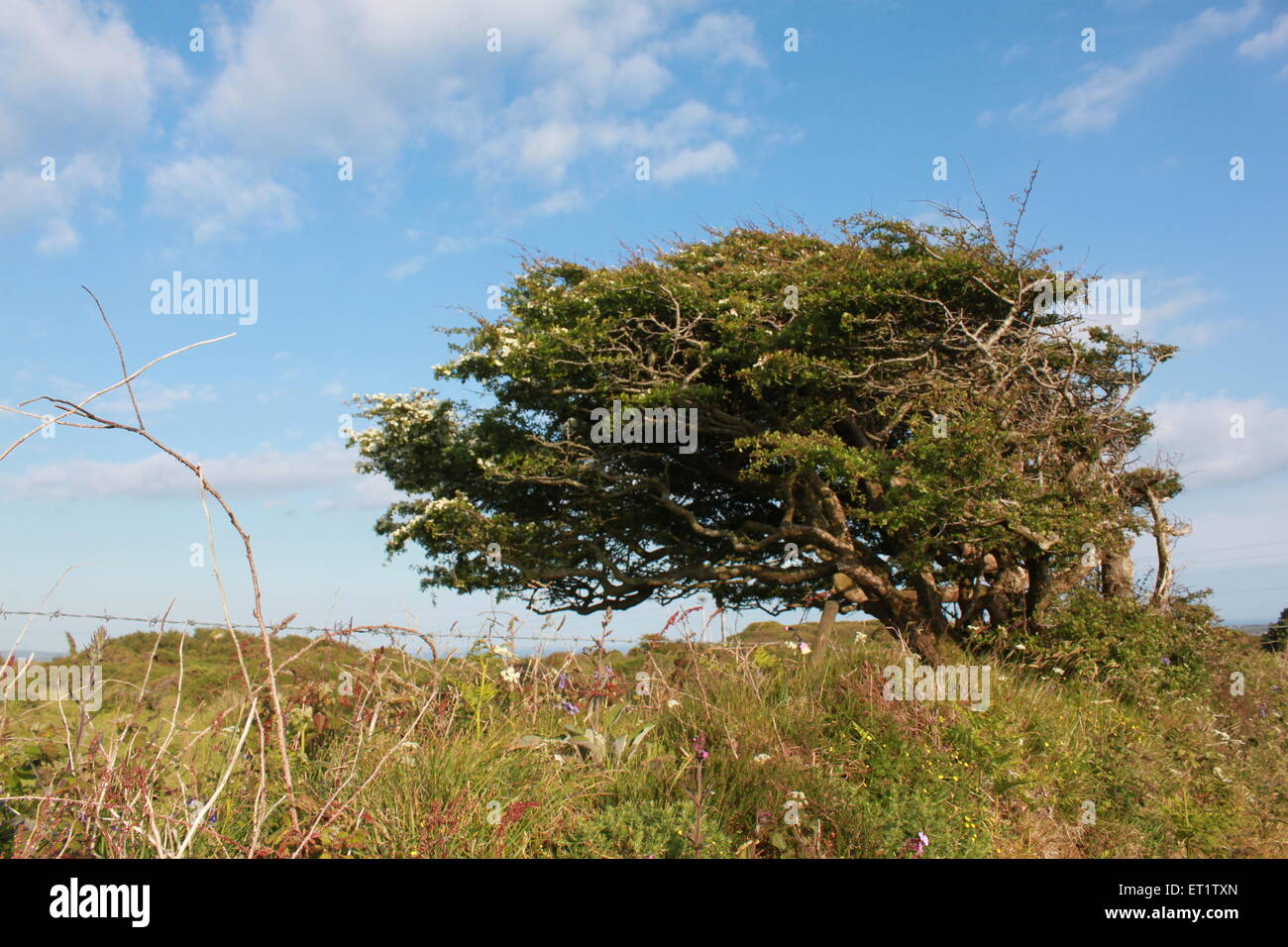 West penwith moors hi-res stock photography and images - Alamy