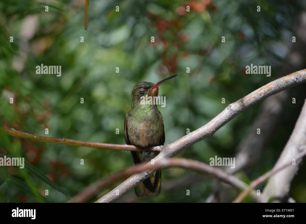 Humming bird tree hi-res stock photography and images - Alamy