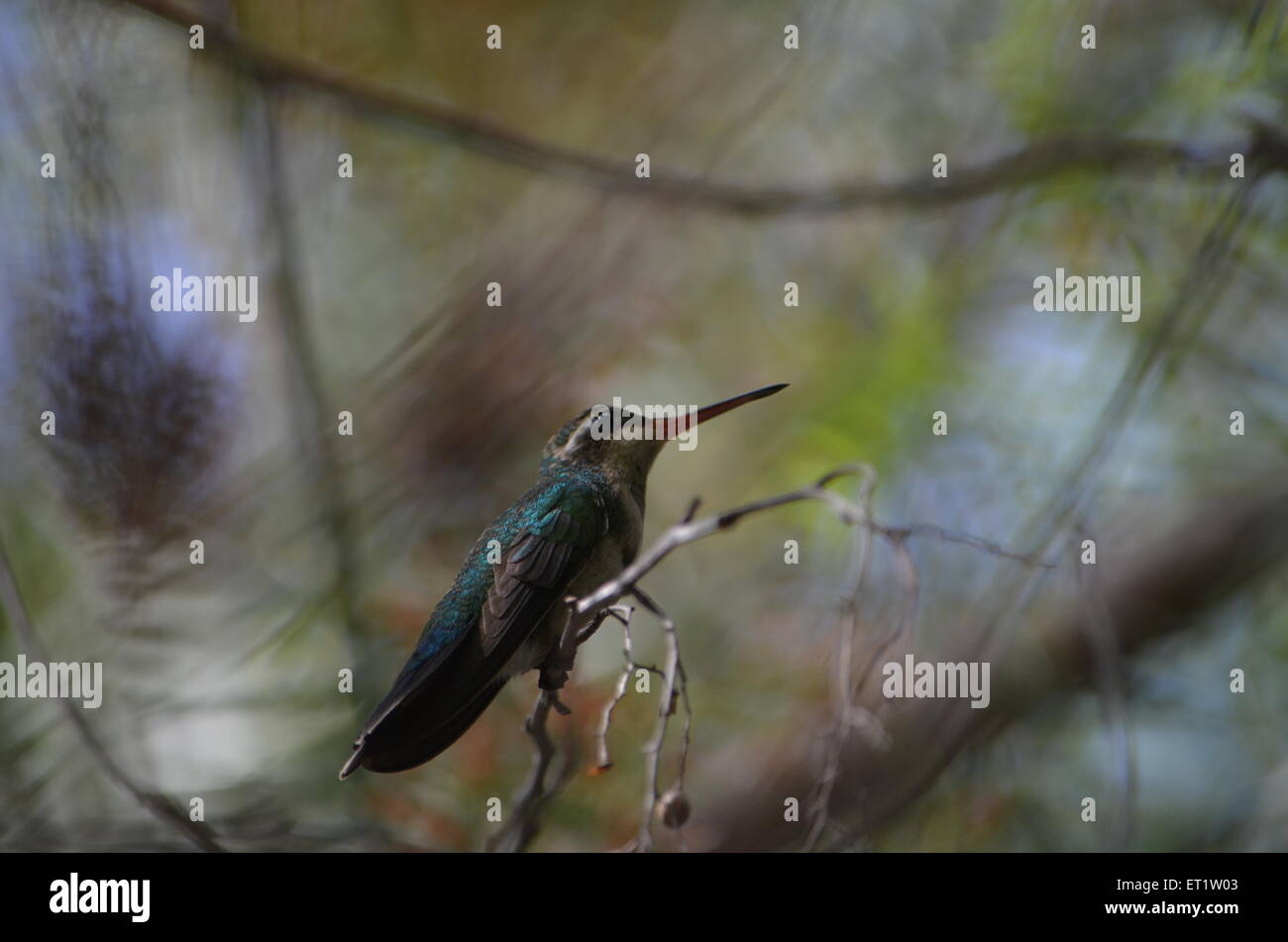 Humming bird tree hi-res stock photography and images - Alamy