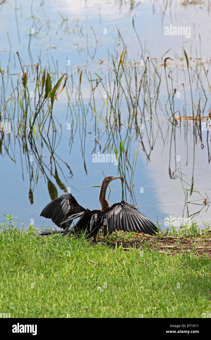 Anhinga drying its wings Stock Photo - Alamy