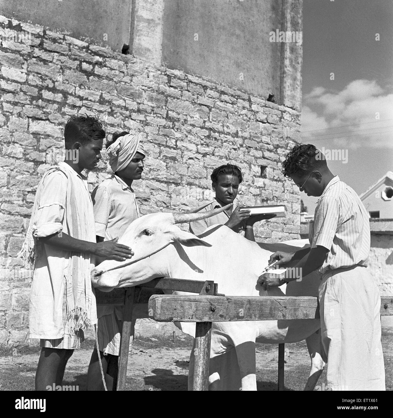 Castration hi-res stock photography and images - Alamy