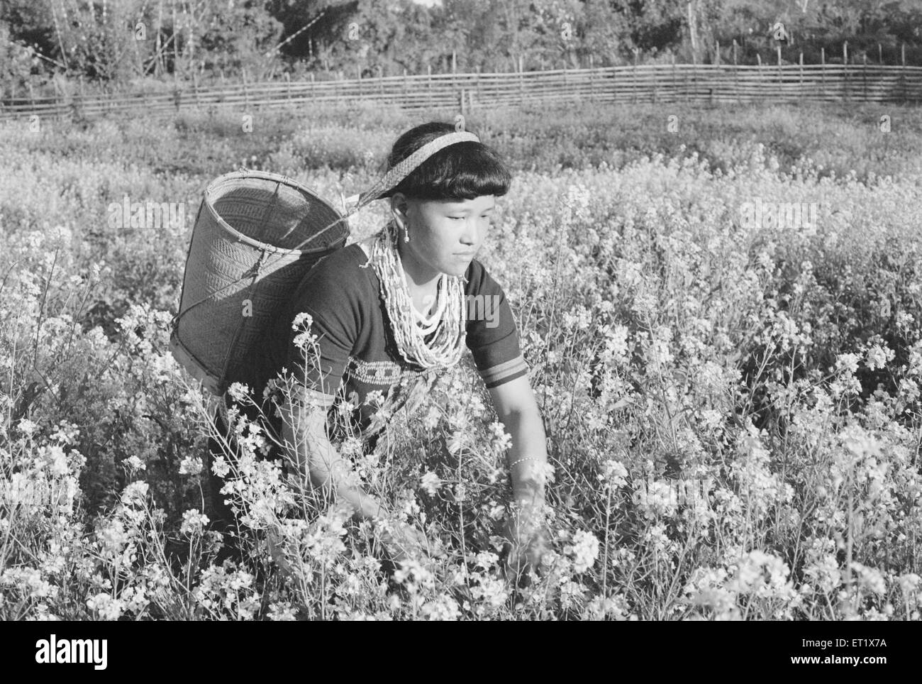 Mishmi hi-res stock photography and images - Alamy