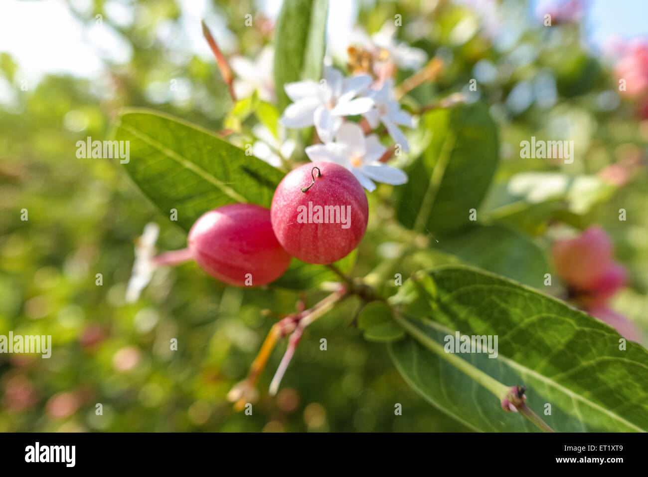 Tropical Fruit Caranda Stock Photo - Alamy