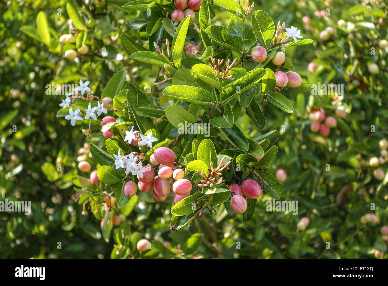 Tropical Fruit Caranda Stock Photo - Alamy