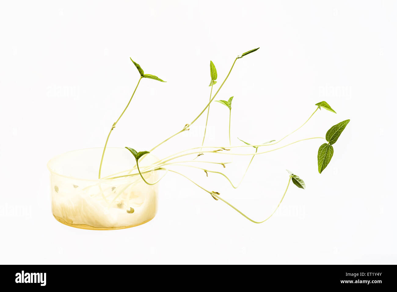 Lab green Cut Out Stock Images & Pictures - Alamy