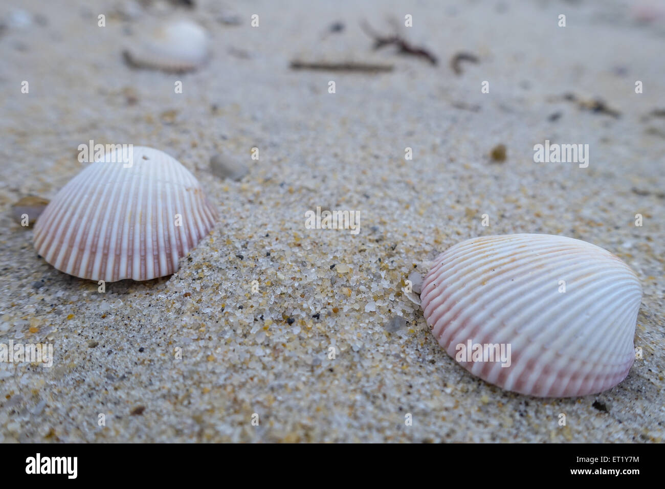Shells on sandy beach Stock Photo - Alamy