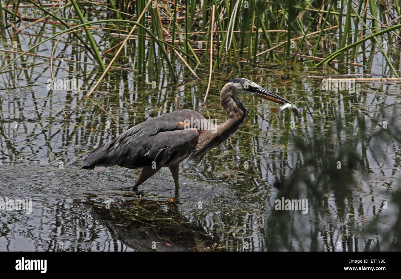 Great blue heron catching fish Stock Photo - Alamy