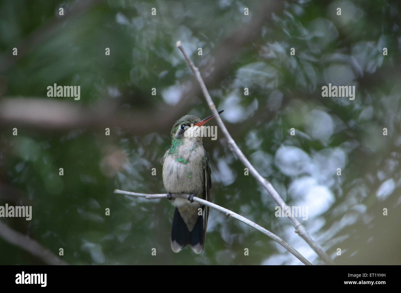 Humming bird tree hi-res stock photography and images - Alamy