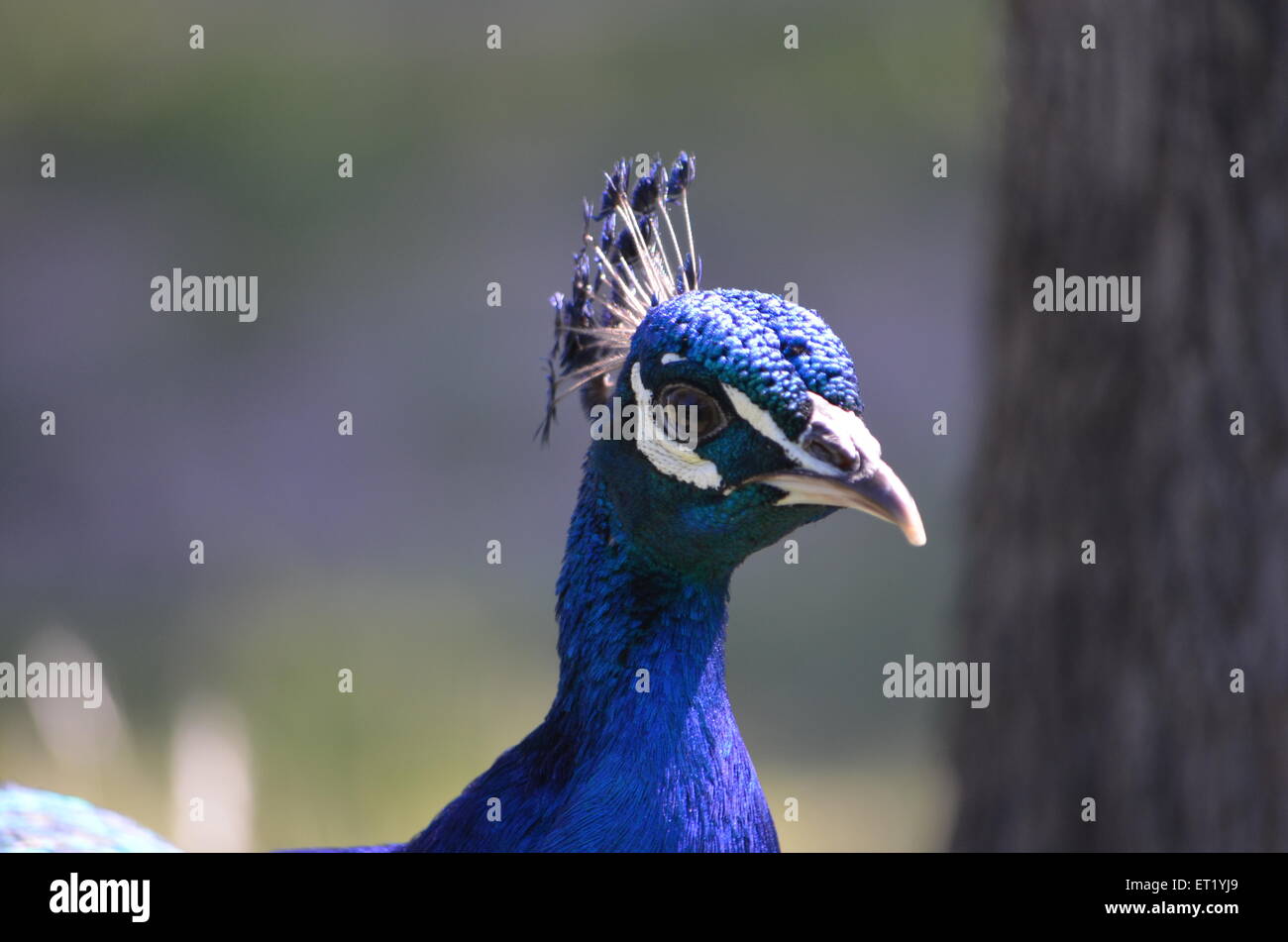 Real peacock hi-res stock photography and images - Alamy