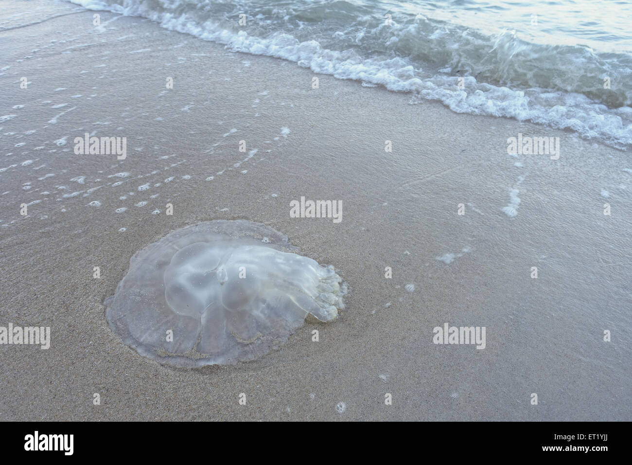 Jellyfish on sandy beach Stock Photo - Alamy