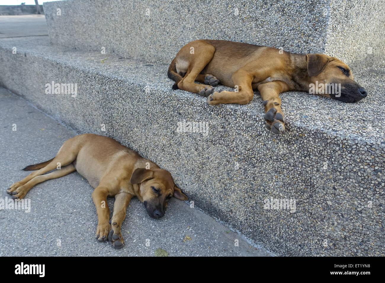 Tired dogs hi-res stock photography and images - Alamy