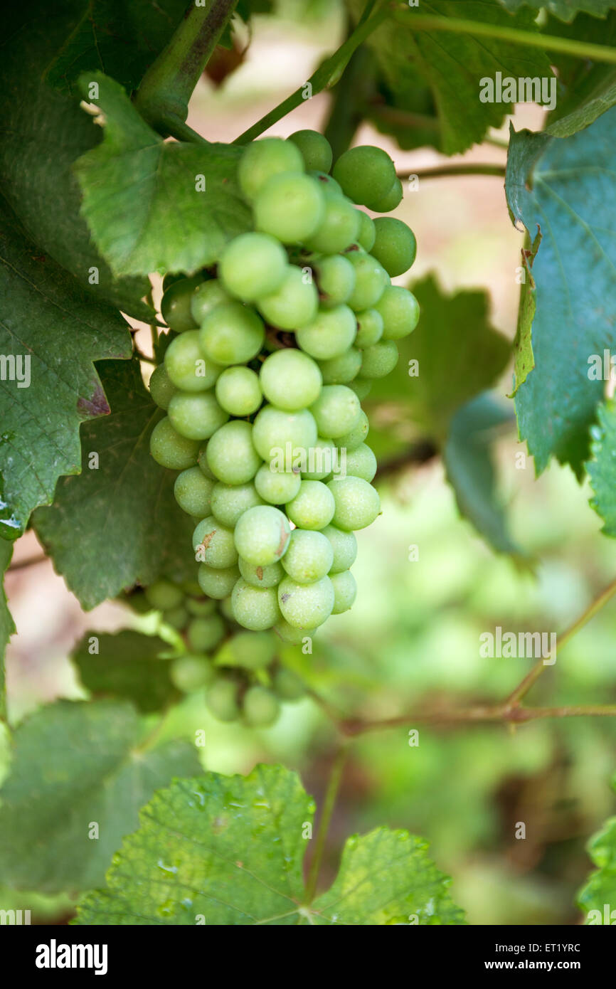 Pommard grape hi-res stock photography and images - Alamy