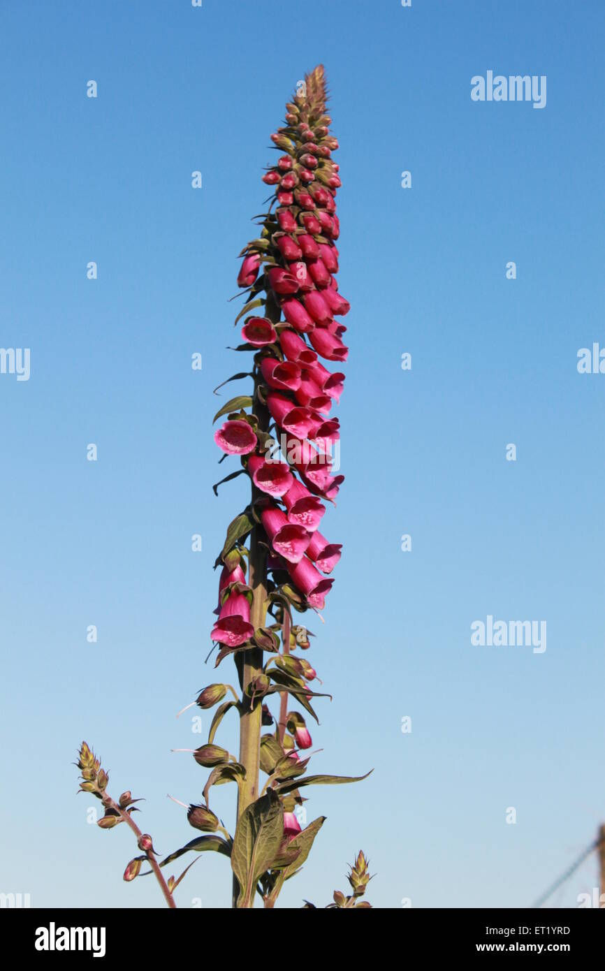 Digitalis purpurea plant isolated hi-res stock photography and images ...