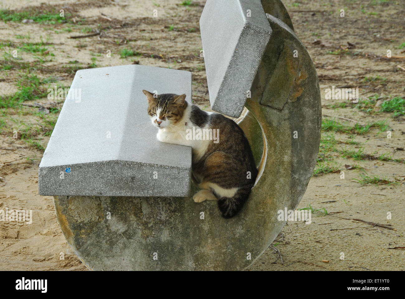 Dosing cat hi-res stock photography and images - Alamy