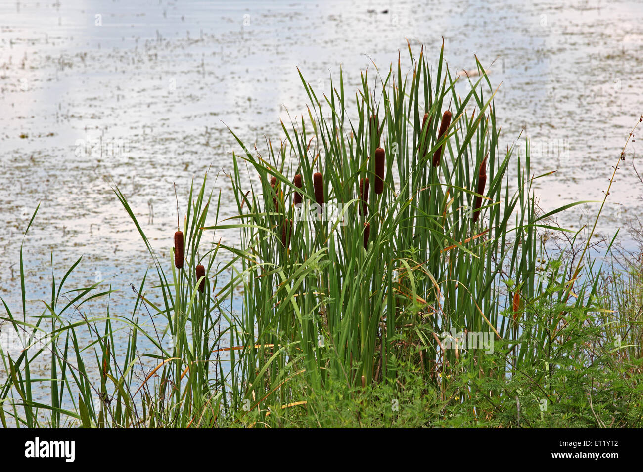 Freshwater Cattails