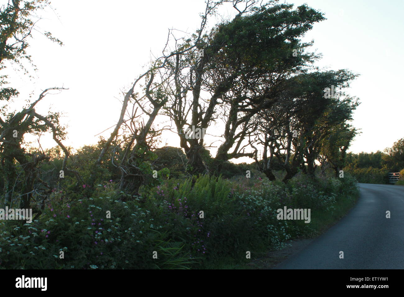cornish hedges in penwith cornwall at sunset Stock Photo - Alamy