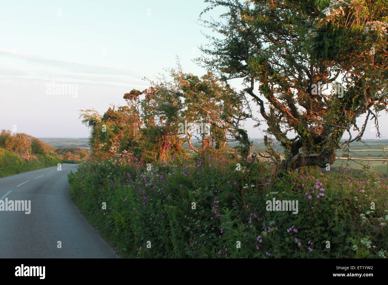 cornish hedges in penwith cornwall at sunset Stock Photo - Alamy