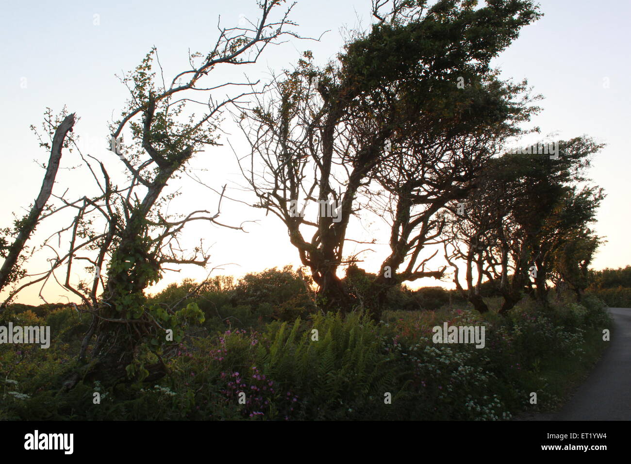 cornish hedges in penwith cornwall at sunset Stock Photo - Alamy