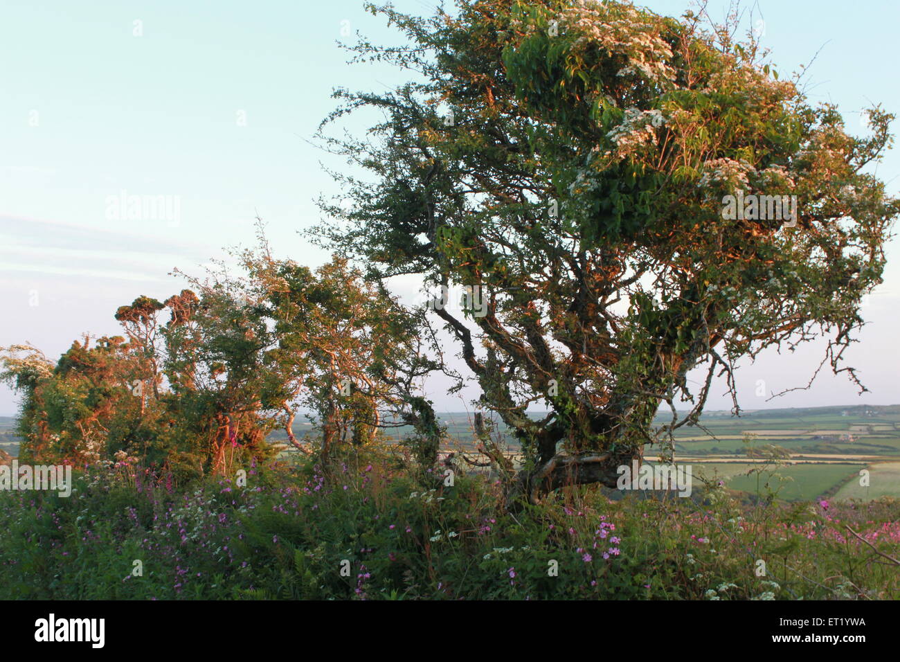 cornish hedges in penwith cornwall at sunset Stock Photo - Alamy