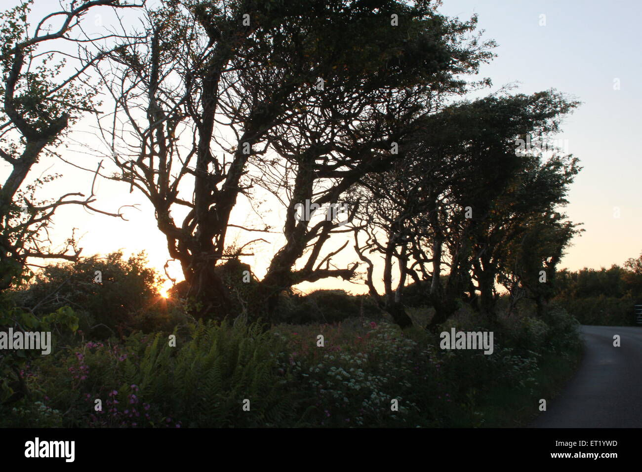 Cornwall old hedgerow hi-res stock photography and images - Alamy