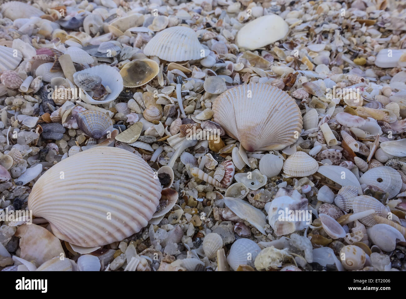 Shells on sandy beach Stock Photo - Alamy
