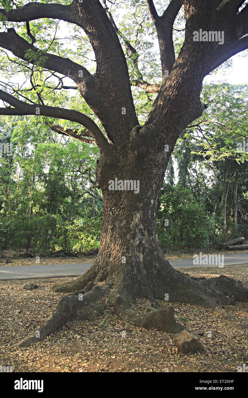 Mumbai National Park High Resolution Stock Photography and Images - Alamy