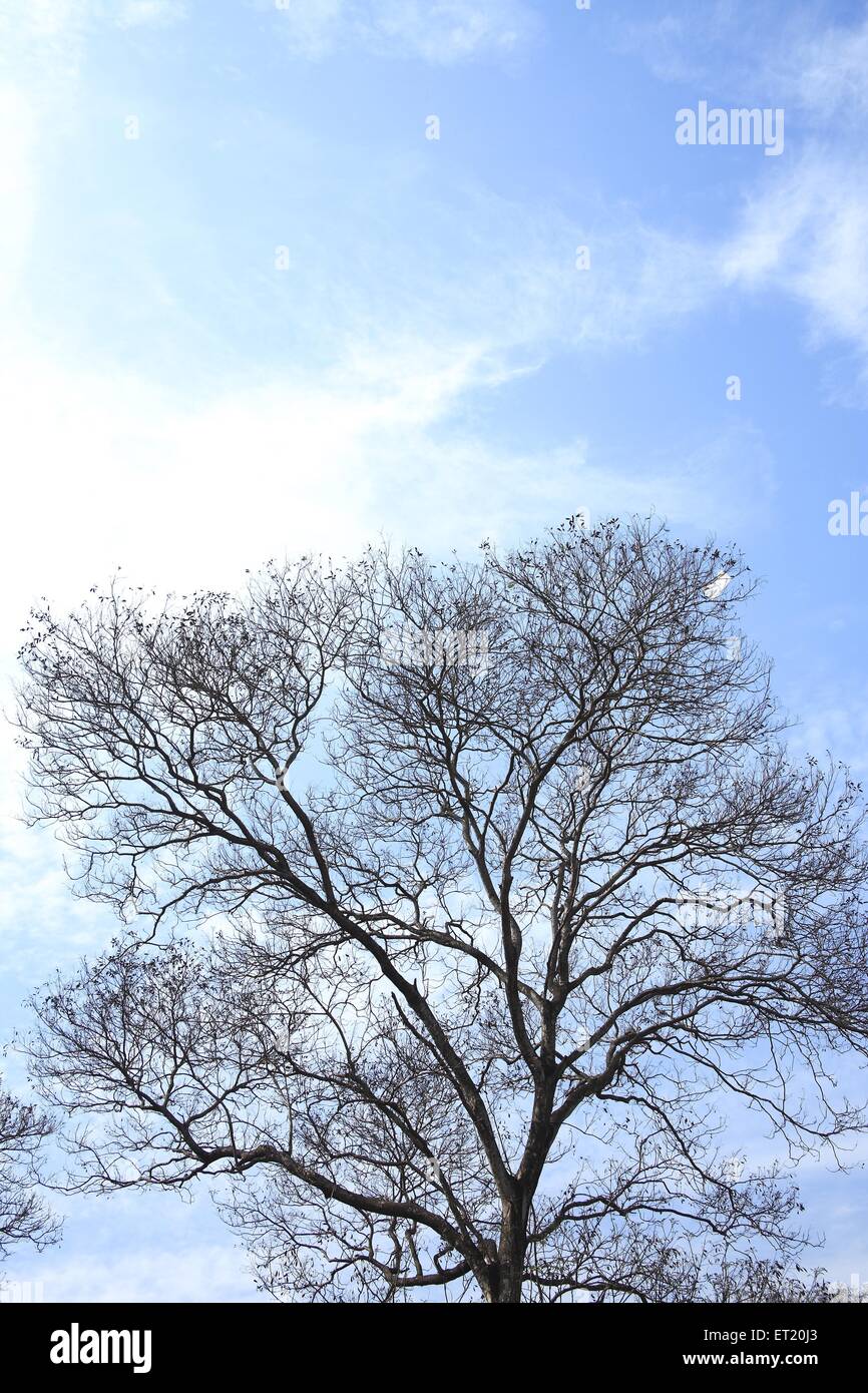 Tree branches ; Sanjay Gandhi National Park ; Borivali National Park ...