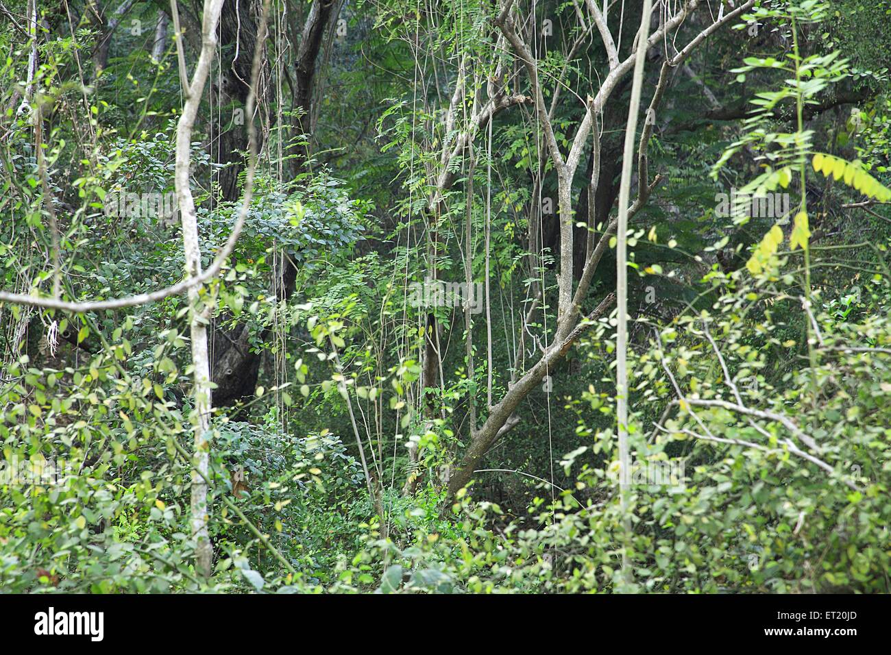 Forest greenery ; Sanjay Gandhi National Park ; Borivali National Park ...